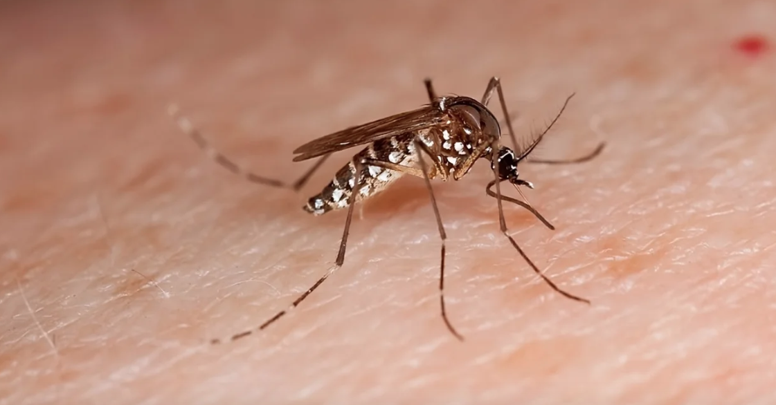 Viróloga UV: “El mosquito que transmite el dengue está en Chile, por ...